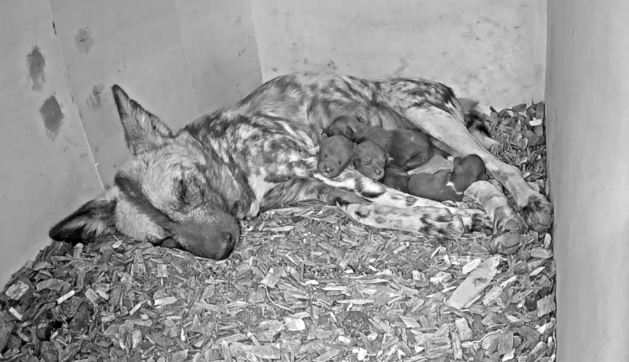 Four African painted dog puppies born at Saint Louis Zoo