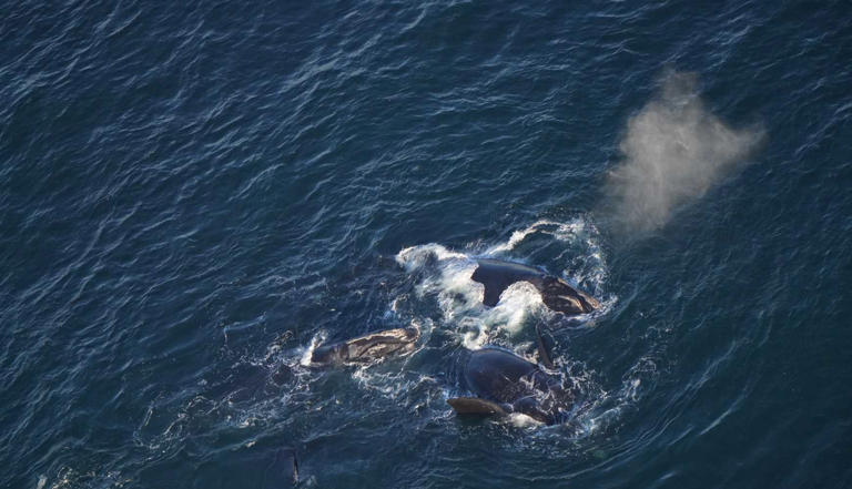 The Cape's Crusader Batman Among 20 Critically Endangered Right Whales ...