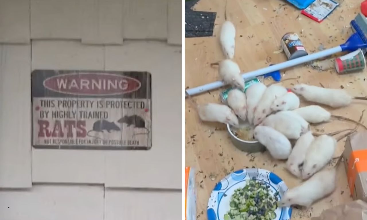 Homeowner arrested after police discover hundreds of 'pet' rats running ...