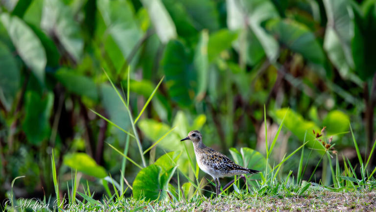 Myth of Native Hawaiians causing bird extinctions debunked by study