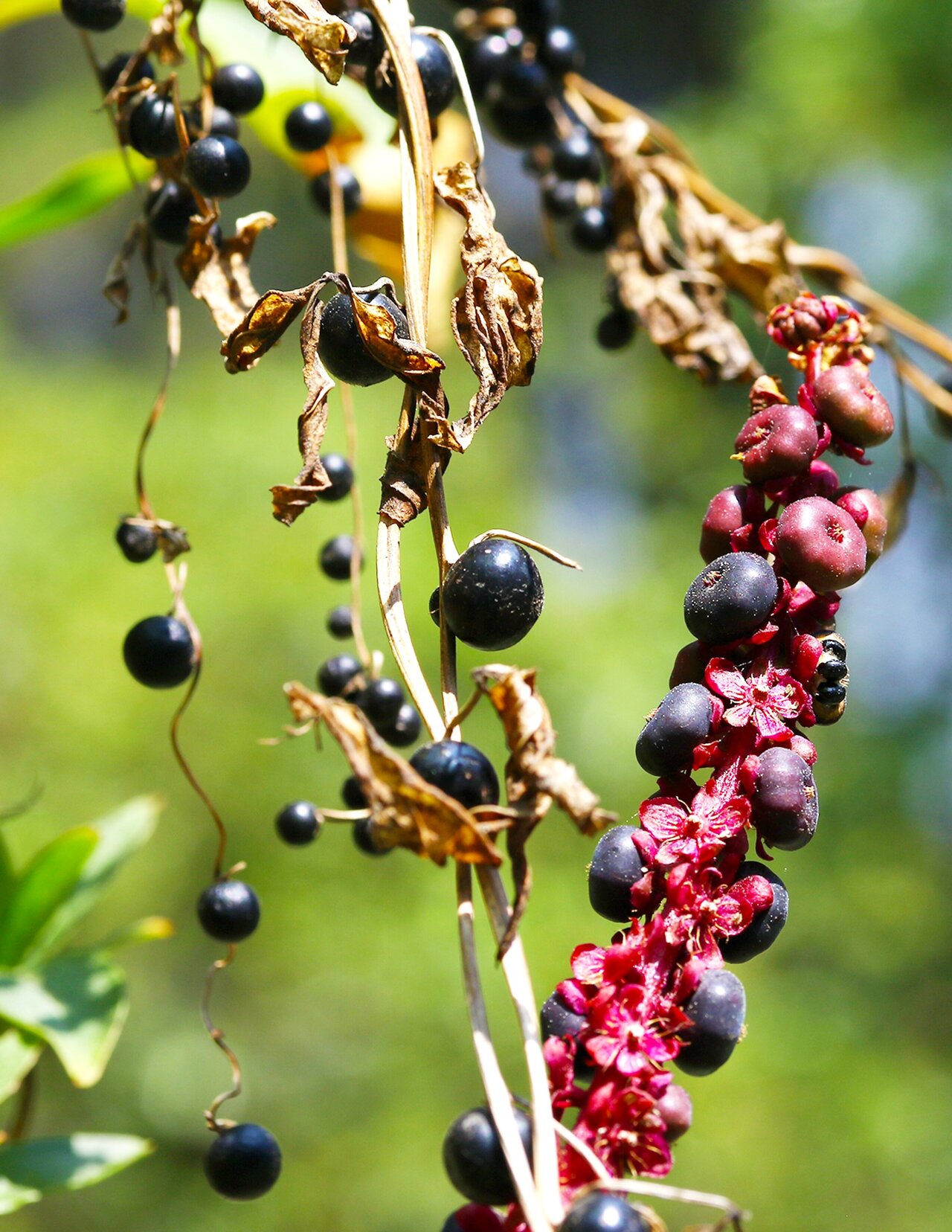 Asexual yam species employs mimicry to trick birds and spread farther