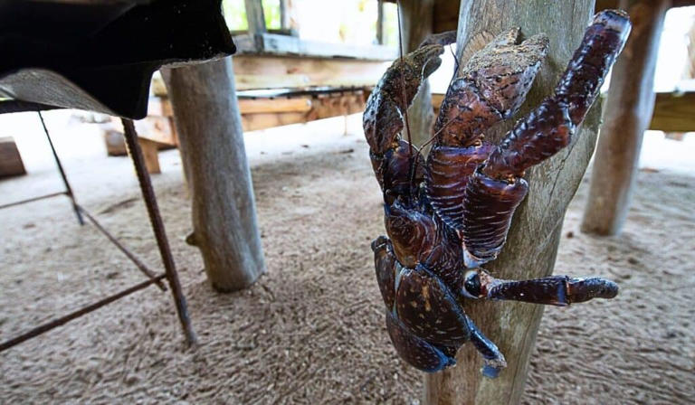 You Won't Believe What This Famous YouTuber Dares to Eat in Fiji (It's ...