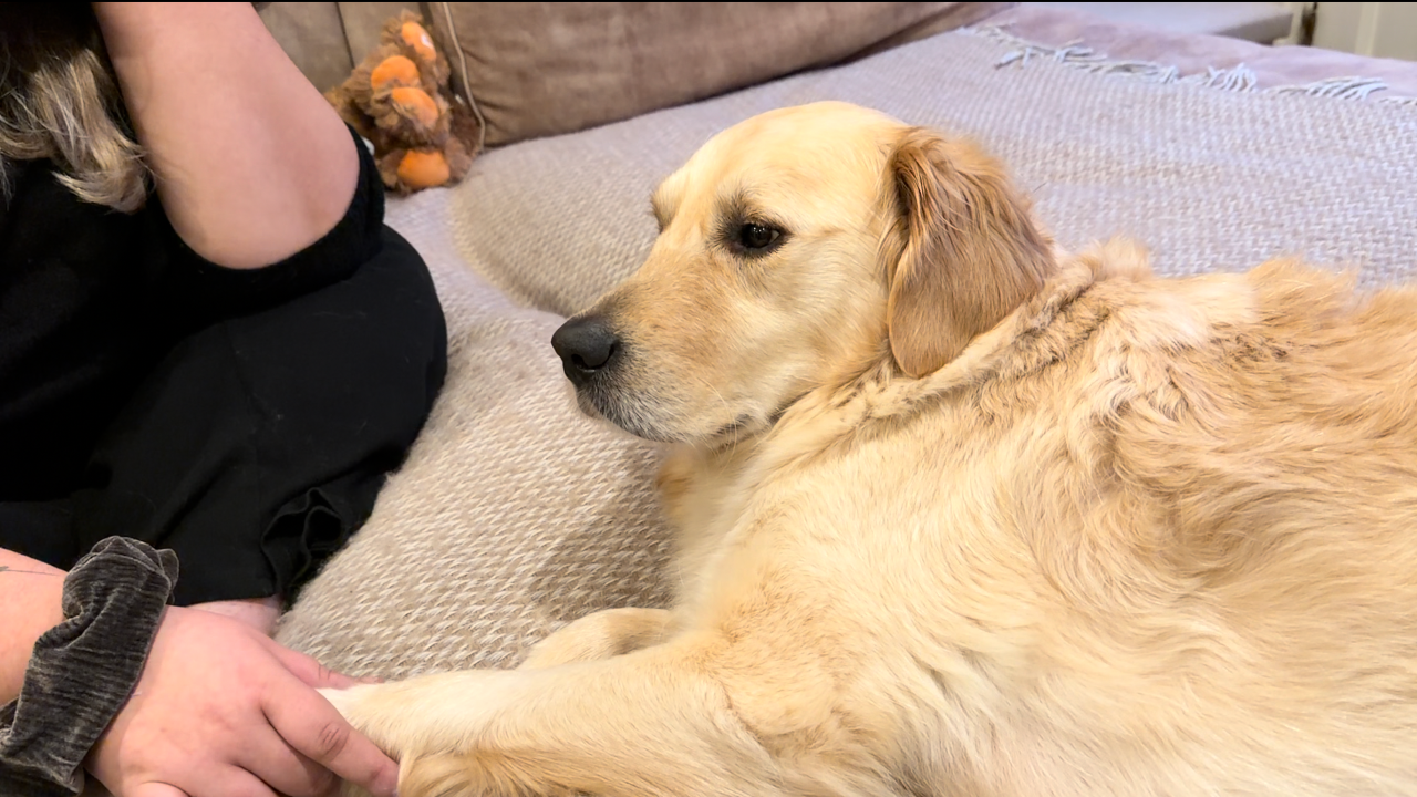 Sevenoaks golden retriever in need of hip replacement