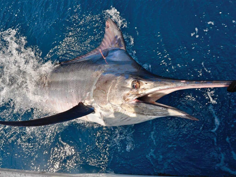 Kenya named editor’s choice for best destination to achieve a billfish slam