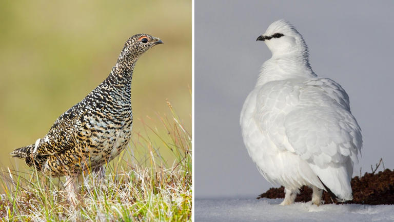 Gli animali che cambiano colore in inverno: quali specie si "vestono di ...