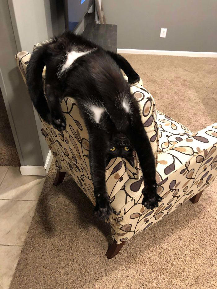 48 times people captured their cats losing their single brain cell ...