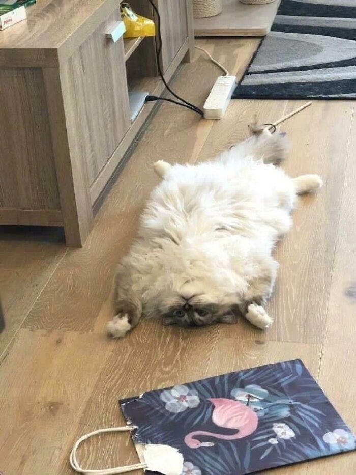 48 times people captured their cats losing their single brain cell ...