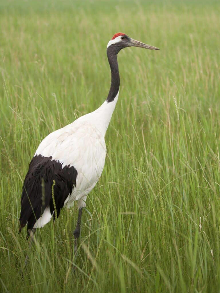 🇯🇵 20 unique animals in Japan you may encounter when you visit this ...