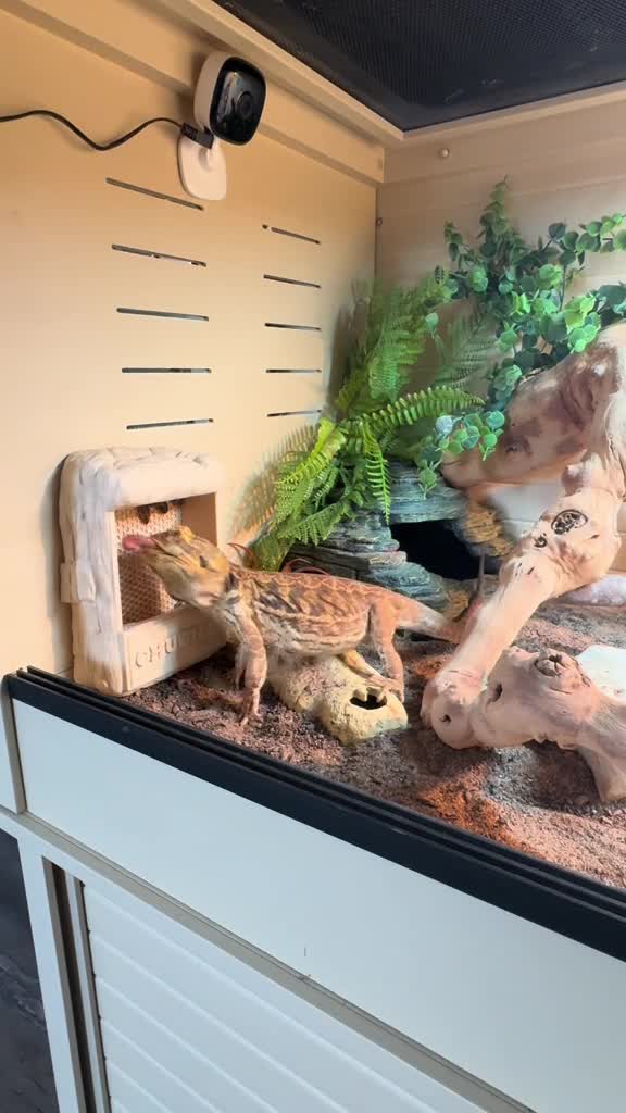 My bearded dragon pouts until I bring out the dubia roaches