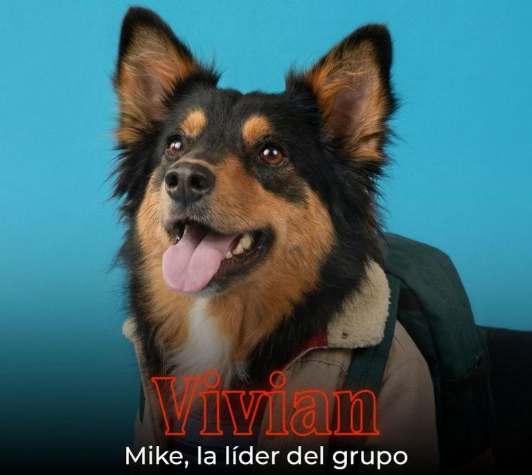 Stranger Dogs, la campaña para impulsar la adopción de perritos con ...