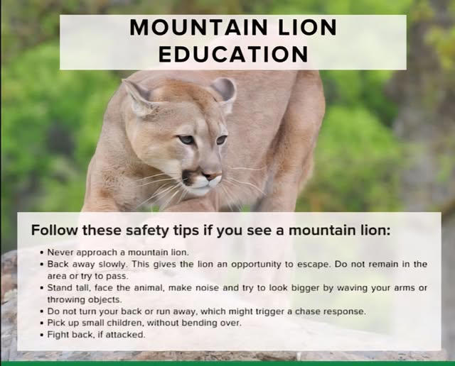 Mountain lion sighting reported in Grape Creek, Texas