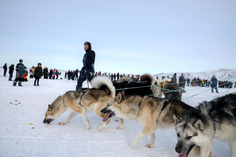 Greenland’s dog sled race asks who invited Trump’s envoy to the event