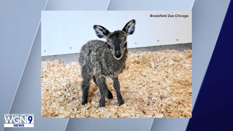 Brookfield Zoo announces birth of male klipspringer, a dwarf antelope ...