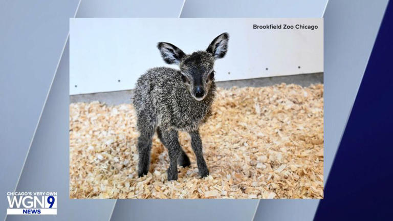 Brookfield Zoo announces birth of male klipspringer, a dwarf antelope ...