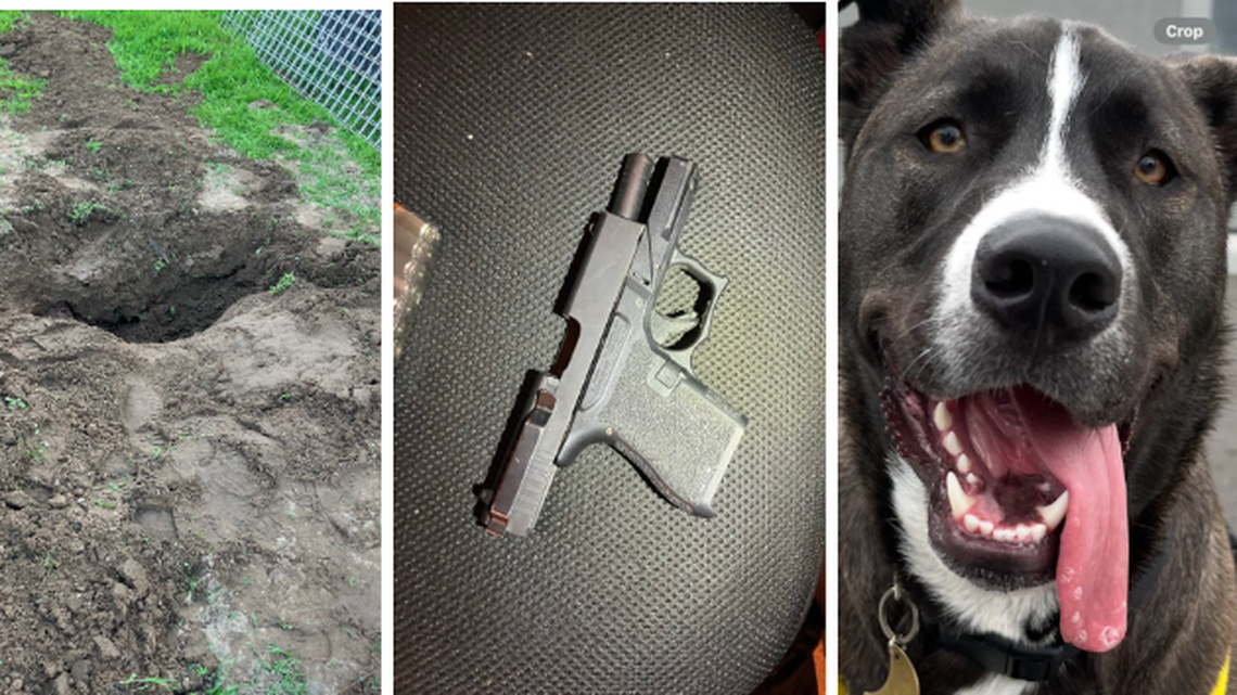 California man arrested for allegedly killing friend's dog, forcing ...