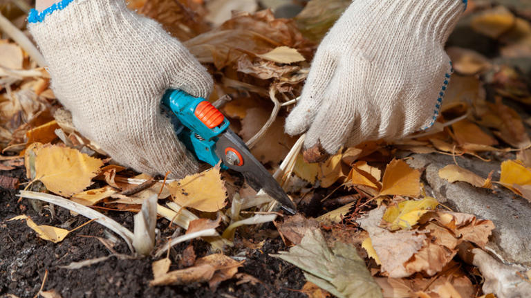 How to keep your hosta plants happy even during the coldest of winters