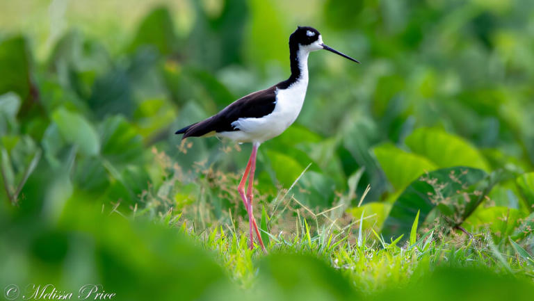 Myth of Native Hawaiians causing bird extinctions debunked by study