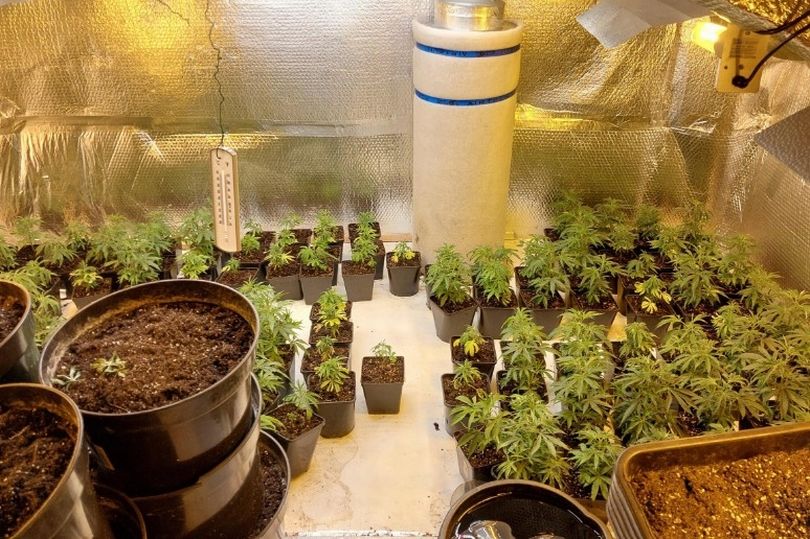 Police find cannabis farm and then make further discovery in attic