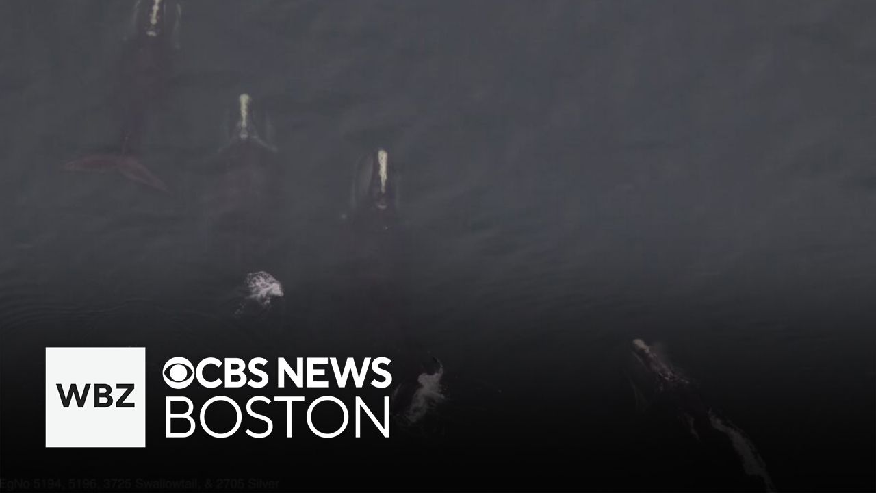 33 right whales observed in record Cape Cod Bay sighting