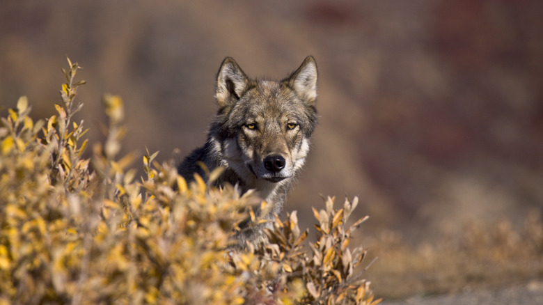 What to do if you run into a wolf in the wilderness