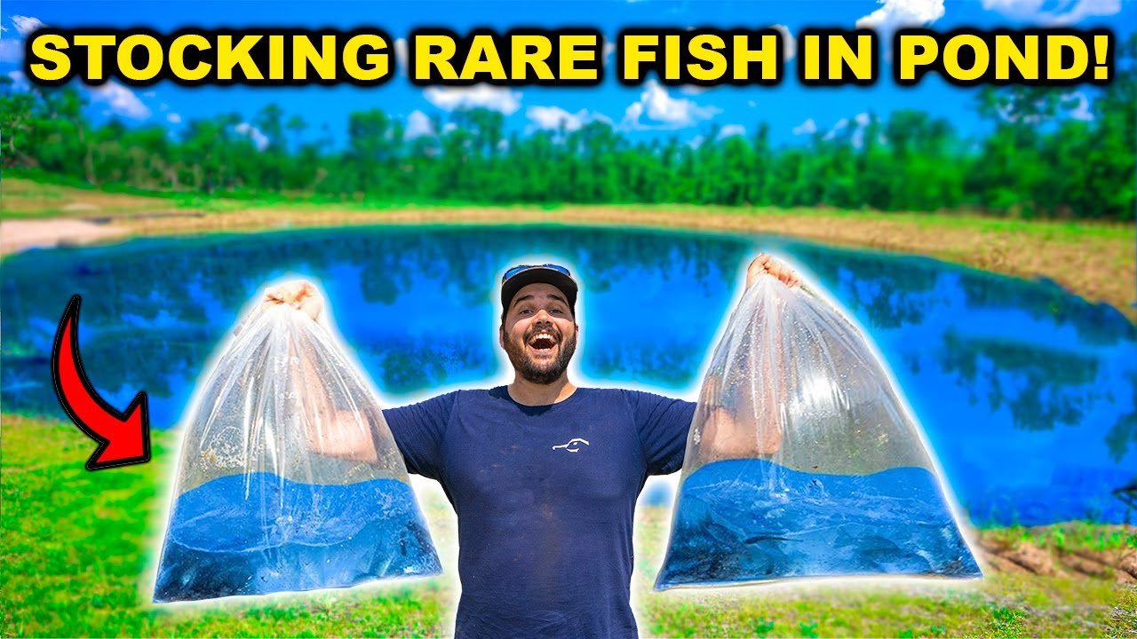 Backyard pond: Stocking rare fish