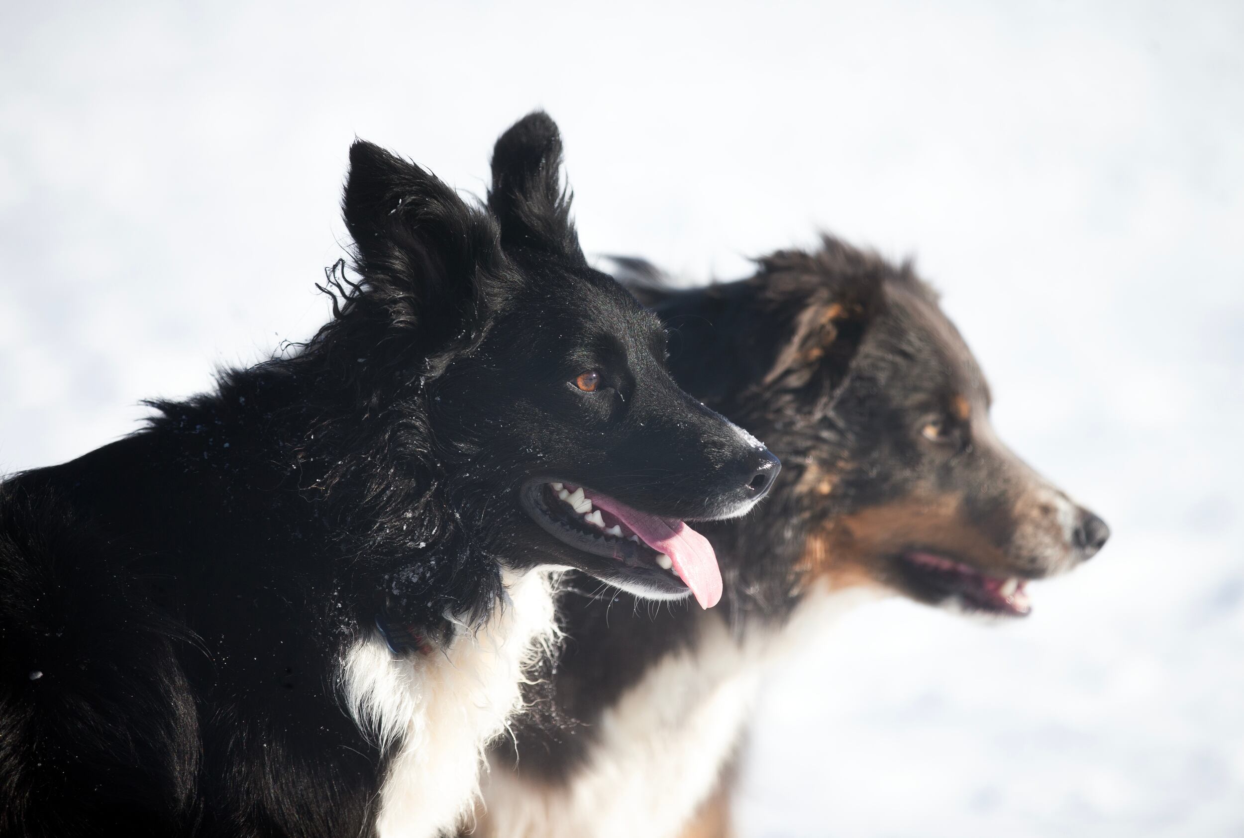 Portland is one of the best dog park cities in America