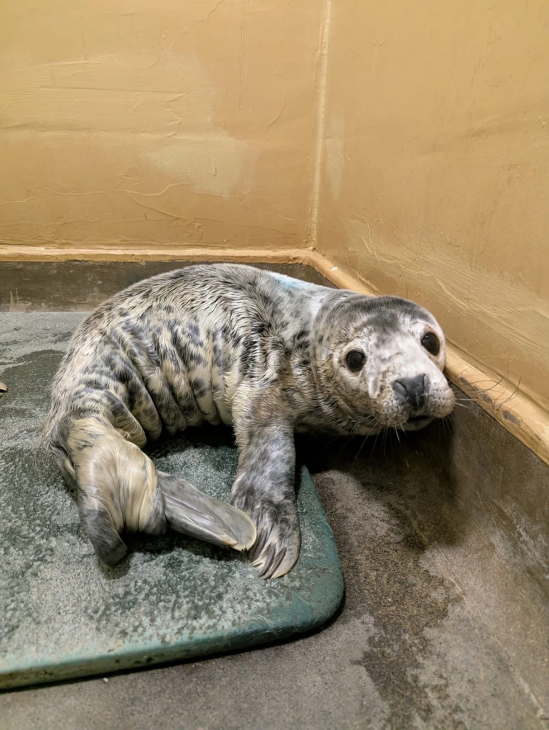 Postman rescues baby seal found outside front door