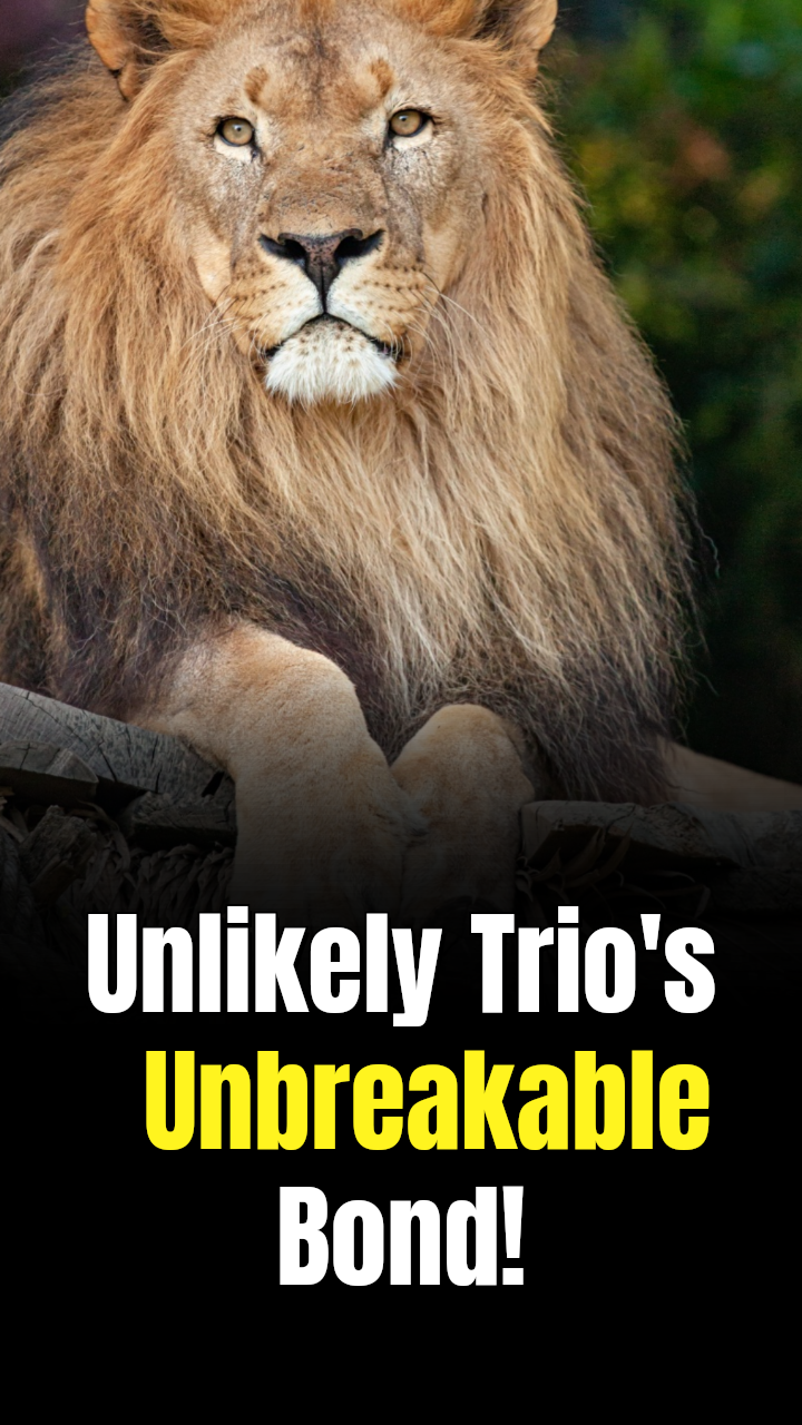 The heartwarming story of how a lion, a tiger, and a bear defied ...