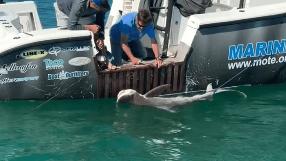 Video: Shark saved from death after Florida deputies spot it tangled in ...