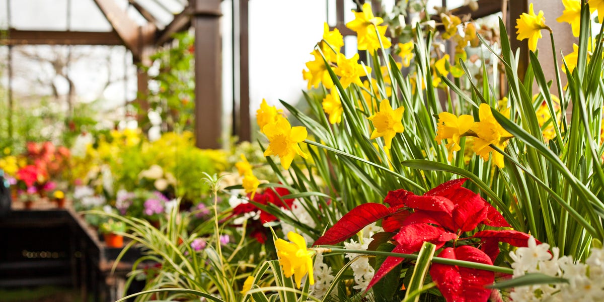 These 12 plants are January’s best-kept gardening secret