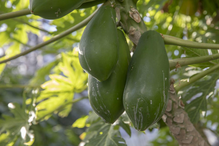 How to grow a papaya plant from the seeds of store-bought fruit