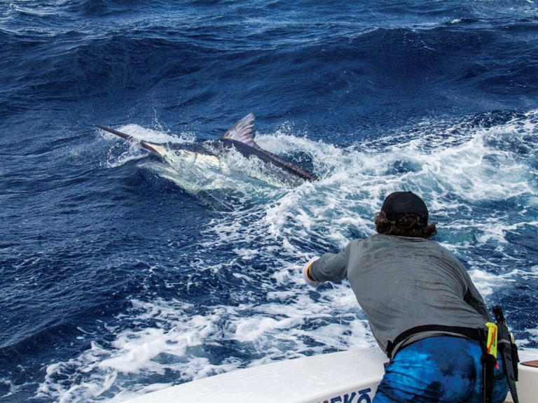 The Great Barrier Reef named Editor’s Choice for best black marlin ...