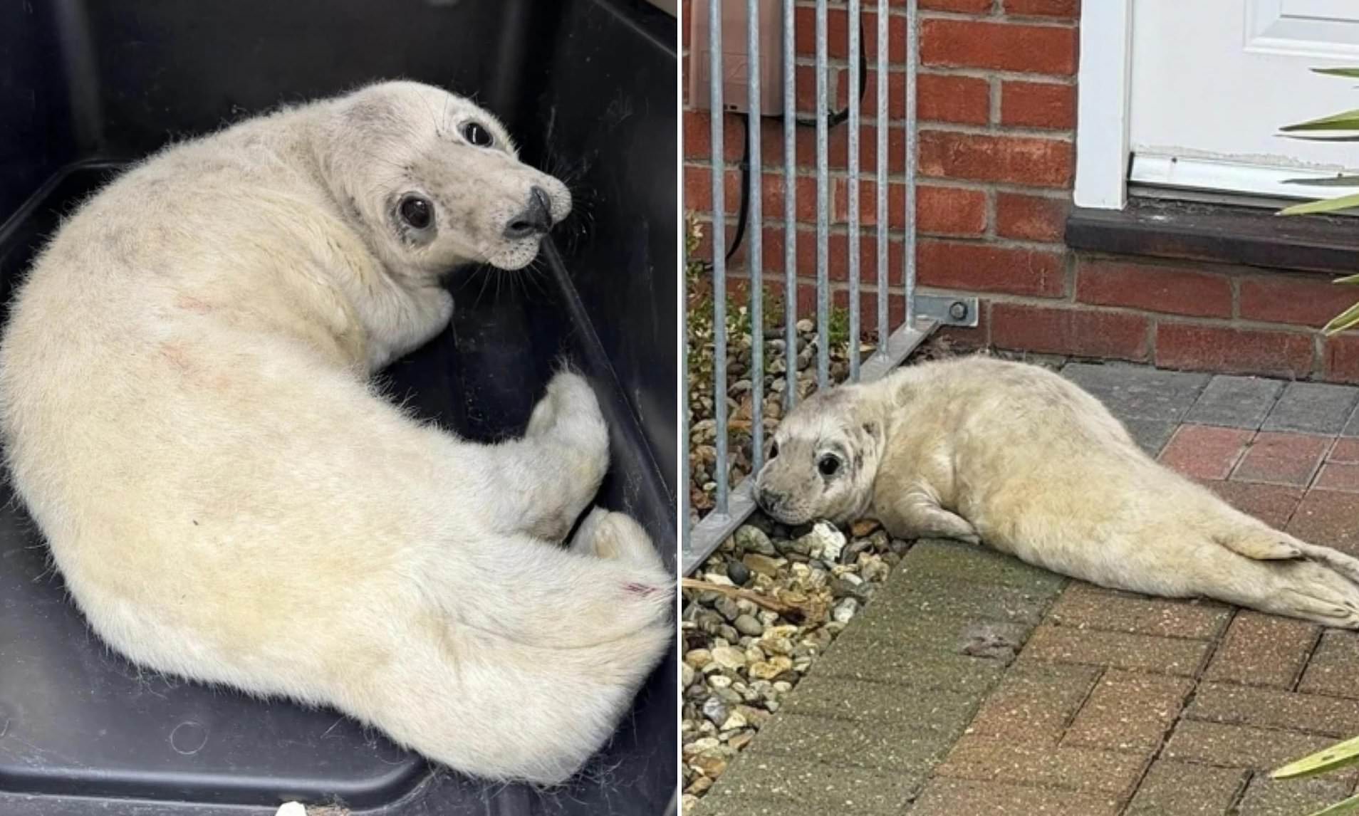 Lone baby seal pup is rescued after being found lying outside front ...