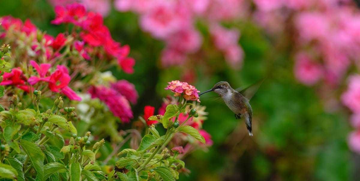 Yes, July is actually a great time to plant your pumpkins and so much more