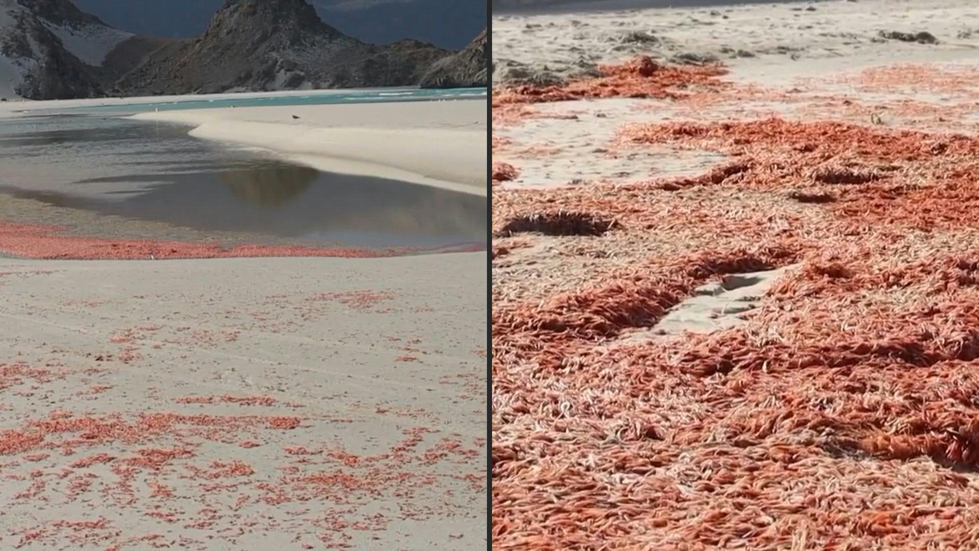 Morte de camarões infesta ilha do Iêmen