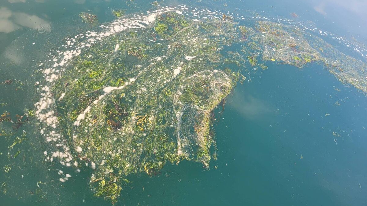 'We've never protected nature well in Ireland': Call for investment to ...