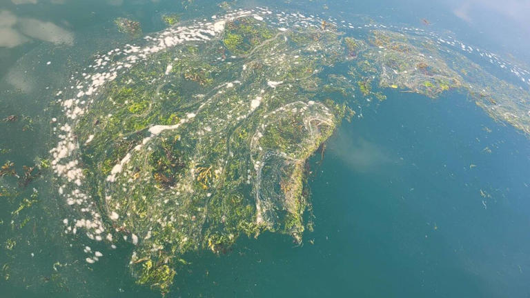 'We've never protected nature well in Ireland': Call for investment to ...