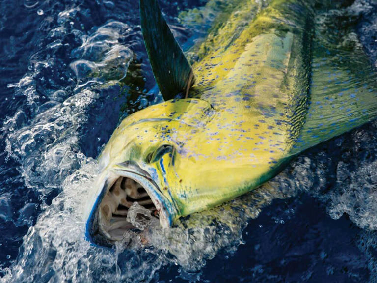 The Bahamas named editor’s choice for the top comeback destination in ...