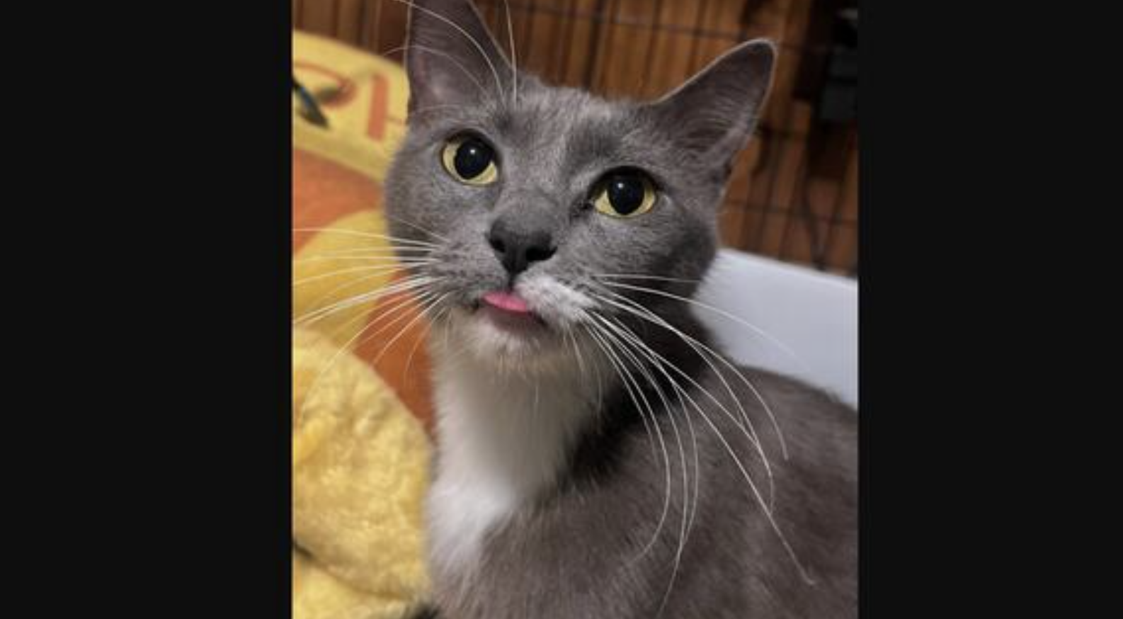 2-year-old affectionate feline with unique half-mustache awaits loving ...
