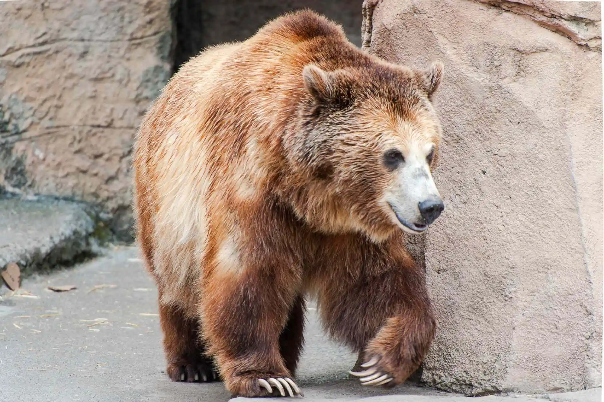 Após urso ser enfim expulso de casa na Califórnia, vizinho herda animal ...