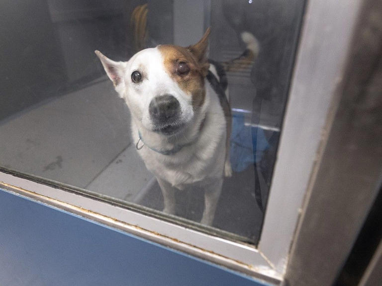 Tail-wagging year: Thousands of pets found forever homes in Windsor ...