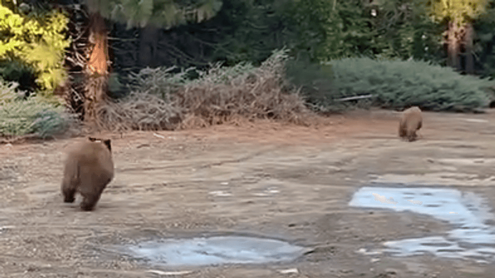 Video: Two orphaned black bears returned to wild habitat in Calaveras Co