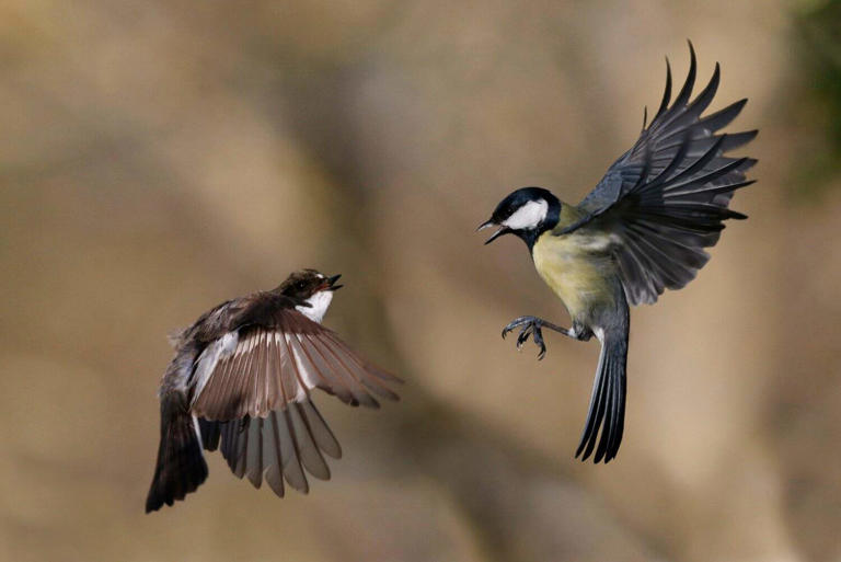 This cute songbird survives winter by eating other animals’ brains