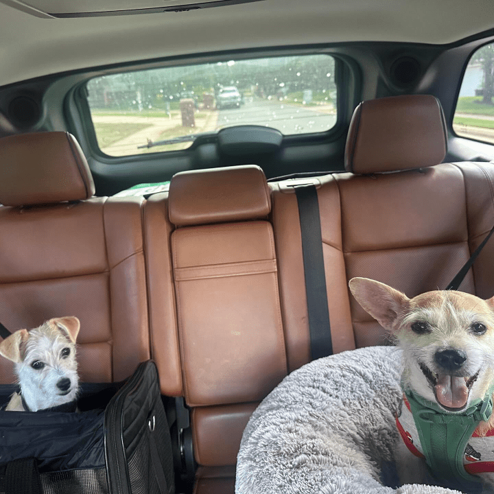 OK Humane preps for Puppy Bowl XXII featuring furry friend "Albi"