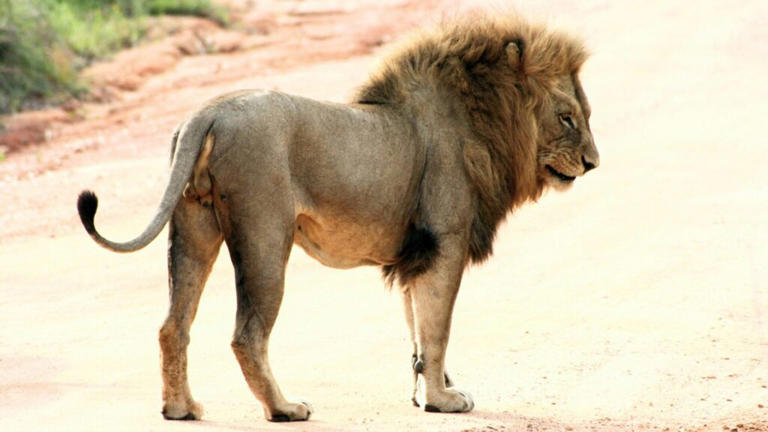 A global rescue mission welcomes two of the rarest lions on Earth