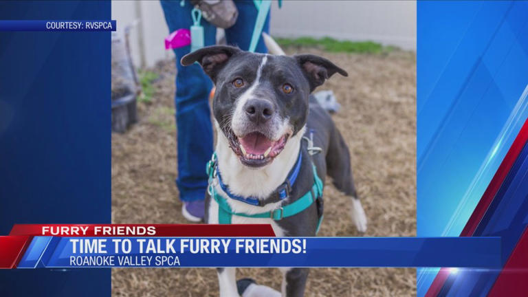 Furry friends: Mr. Smee is ready to meet you!