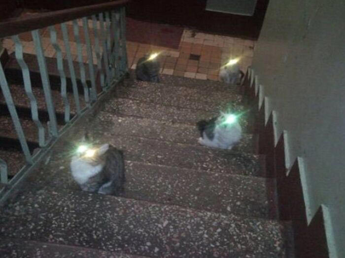 48 times people captured their cats losing their single brain cell ...