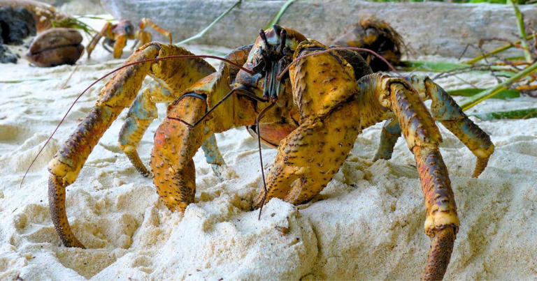 You Won't Believe What This Famous YouTuber Dares to Eat in Fiji (It's ...