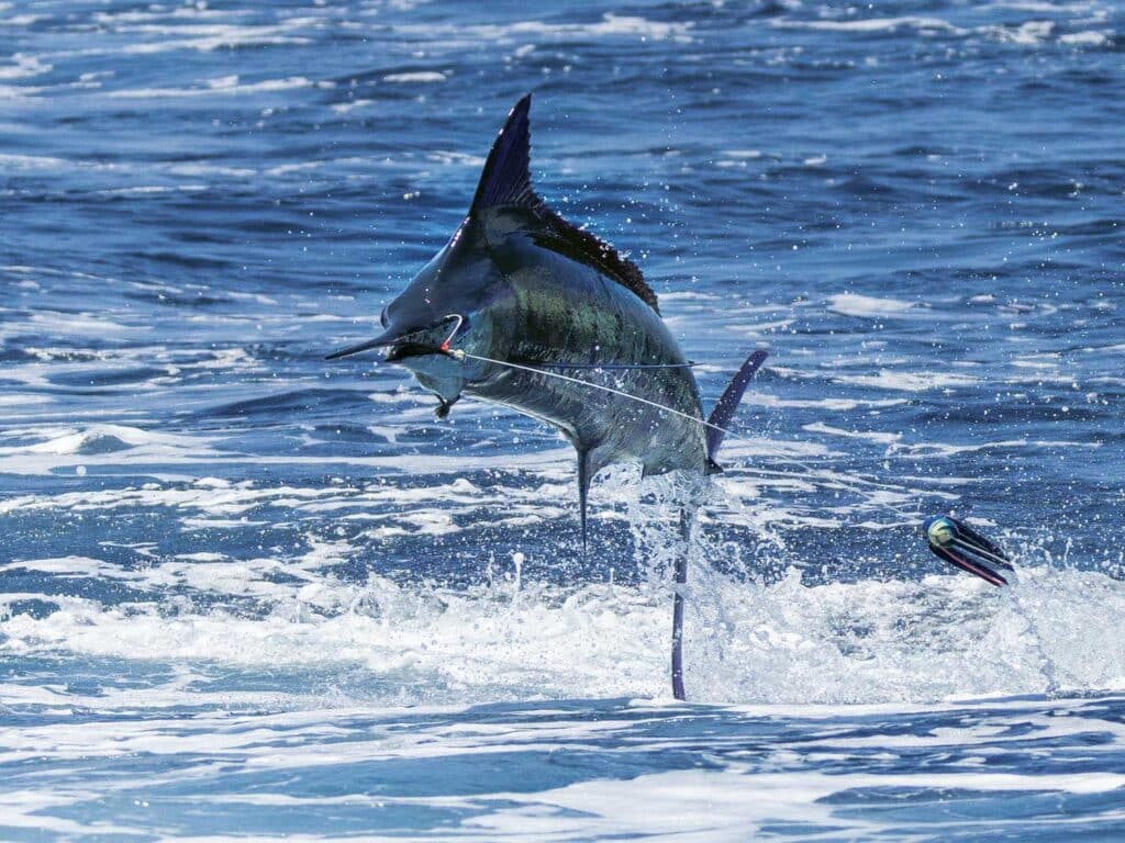 Kona named editor’s choice for best Pacific grander locale