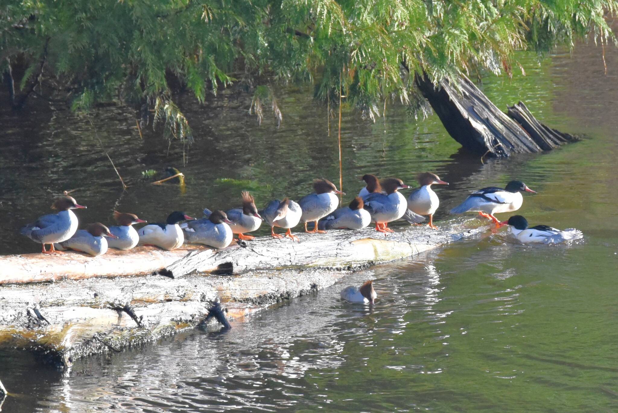 Islanders search the skies for winged life